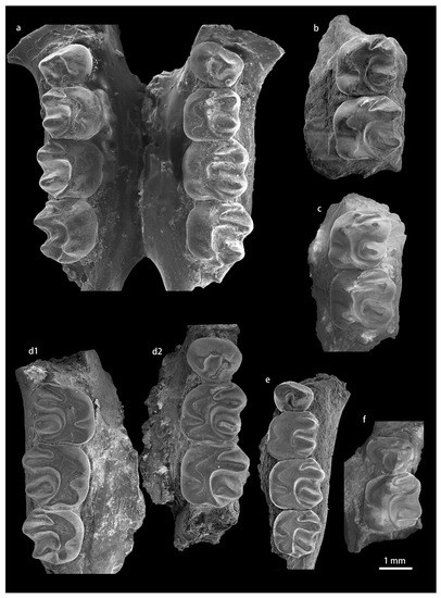 New Material of Karakoromys (Ctenodactylidae, Rodentia) from Late ...