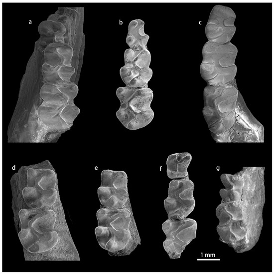 New Material of Karakoromys (Ctenodactylidae, Rodentia) from Late ...