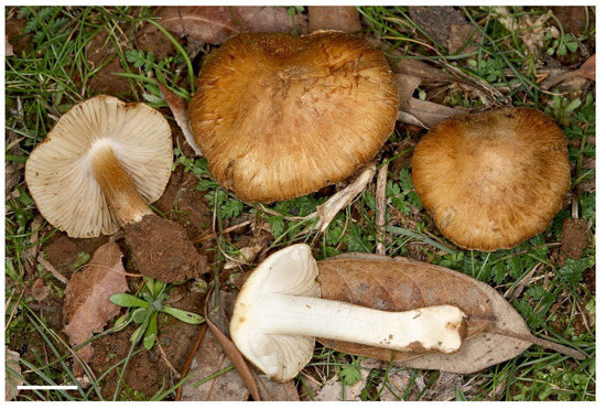 Inocybe istriaca sp. nov. from Brijuni National Park (Croatia) and Its ...