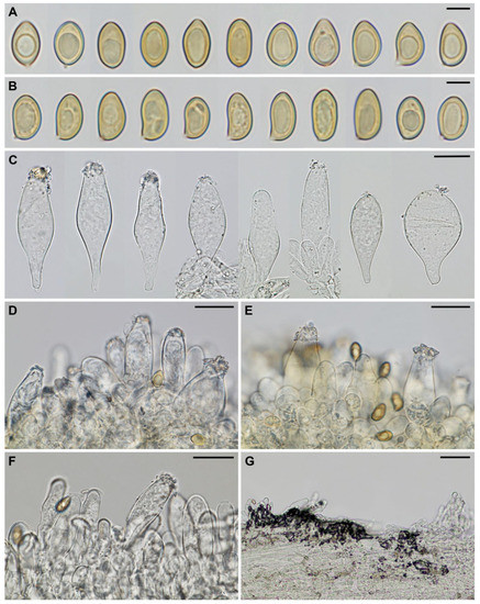 Inocybe istriaca sp. nov. from Brijuni National Park (Croatia) and Its ...