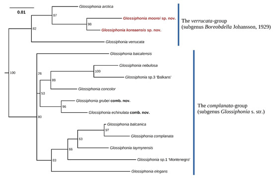 Taxonomy and Melanism Patterns of Freshwater Leeches in the Genus ...