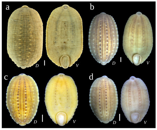 Taxonomy and Melanism Patterns of Freshwater Leeches in the Genus ...
