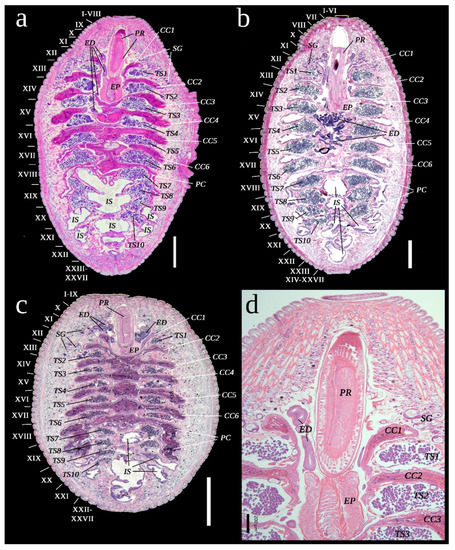 Leech Cross Section