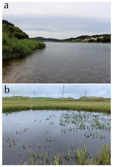 Taxonomy and Melanism Patterns of Freshwater Leeches in the Genus ...