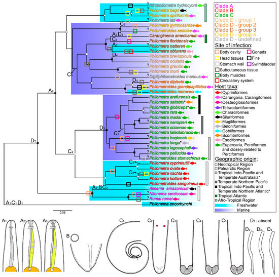 On the Evolutionary History of Philometridae (Nematoda: Dracunculoidea ...