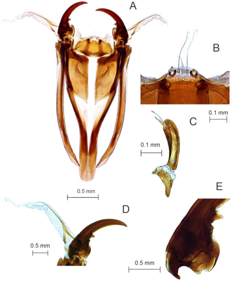 Immature Stages of Genus Hexatoma (Diptera, Limoniidae) in the Korean ...