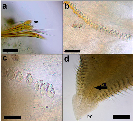 First Record of the Alien and Invasive Polychaete Laonome triangularis ...