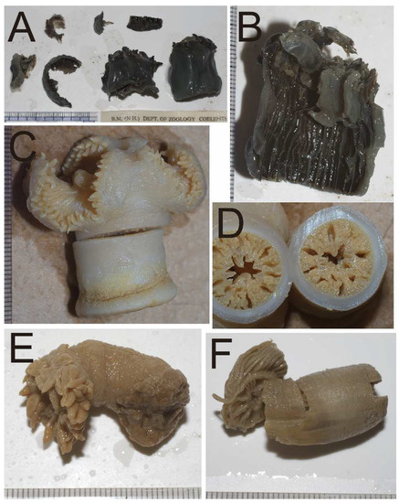 Fluorescent Anemones in Japan—Comprehensive Revision of Japanese ...
