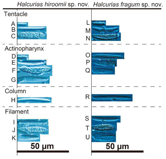 Fluorescent Anemones in Japan—Comprehensive Revision of Japanese ...
