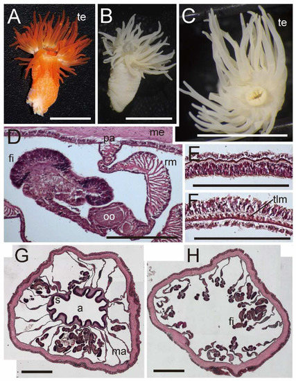 Fluorescent Anemones in Japan—Comprehensive Revision of Japanese ...