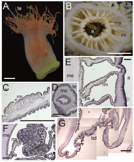 Fluorescent Anemones in Japan—Comprehensive Revision of Japanese ...