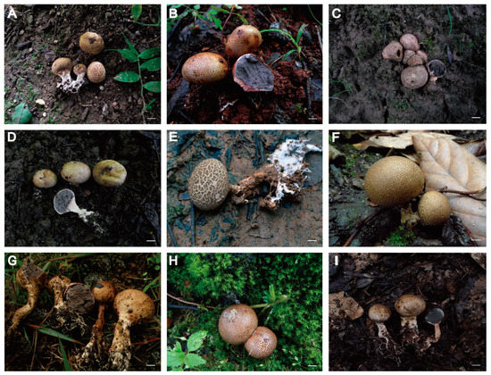 Updates on Scleroderma: Four New Species of Section Scleroderma from ...