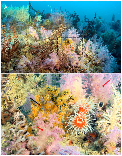 Hidden Depths: A Unique Biodiversity Oasis in the Persian Gulf in Need ...