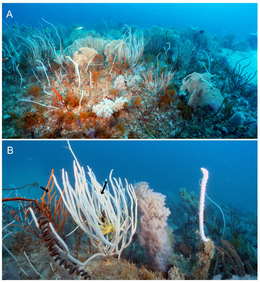 Hidden Depths: A Unique Biodiversity Oasis in the Persian Gulf in Need ...
