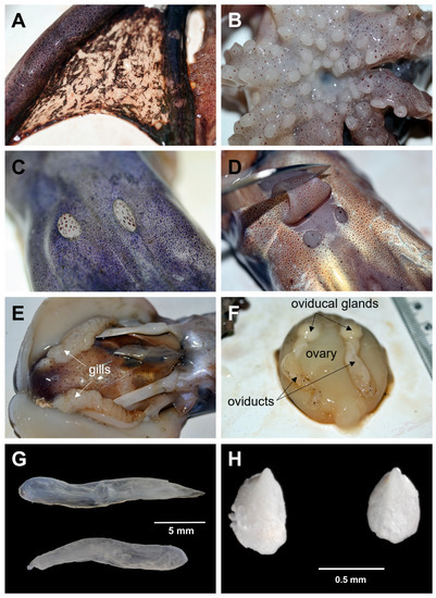 Morphological Characteristics and DNA Barcoding of the Rare Blanket ...