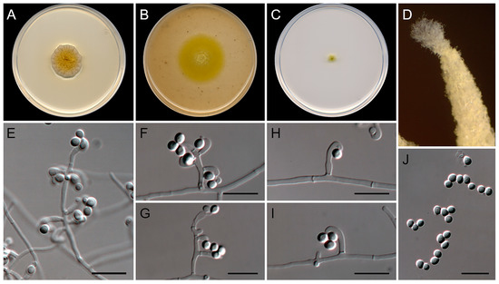 Phylogeny and Taxonomy of the Genus Amphichorda (Bionectriaceae): An ...