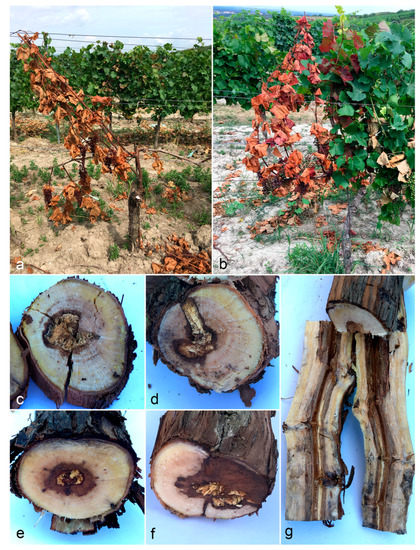 Diversity of Botryosphaeriaceae Species Associated with Grapevine Trunk ...