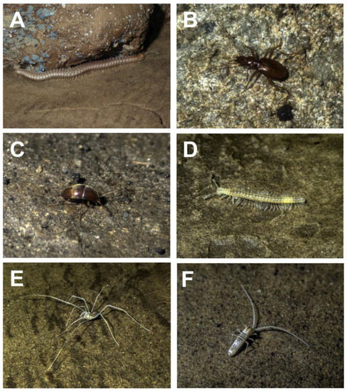 The Crystal-Wonder Cave System: A New Hotspot of Subterranean ...