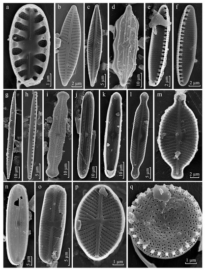 Diversity of Diatom Algae in the Lena Delta Nature Reserve and the ...