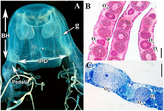 Diversity | Free Full-Text | Histological Investigation of the Female ...