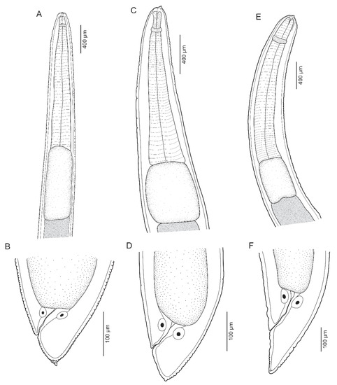 Morphological and Molecular Characterization of Anisakid Nematode ...