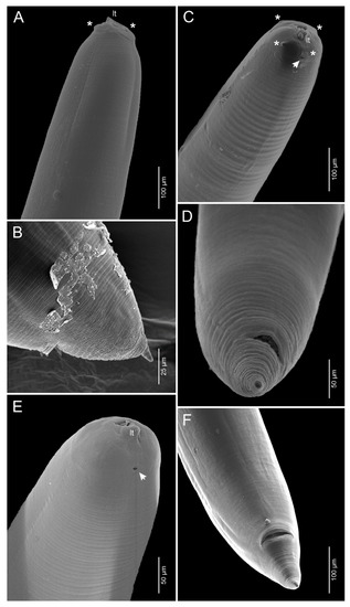 Morphological and Molecular Characterization of Anisakid Nematode ...