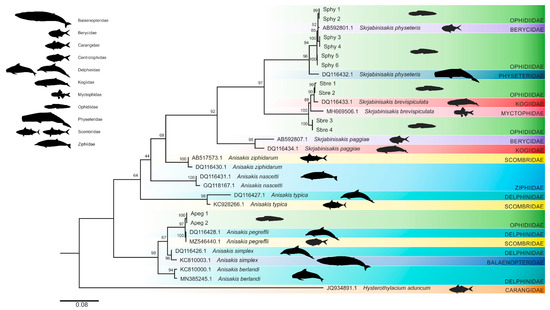 Morphological and Molecular Characterization of Anisakid Nematode ...