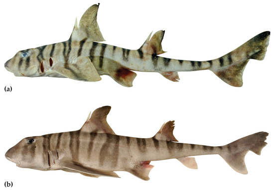 Species in Disguise: A New Species of Hornshark from Northern Australia ...