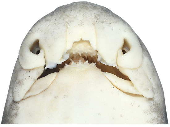 Species in Disguise: A New Species of Hornshark from Northern Australia ...