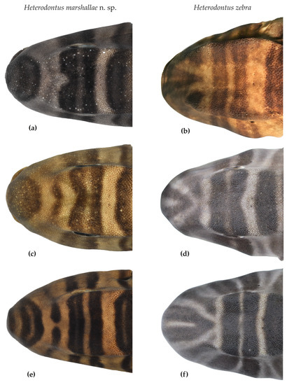 Species in Disguise: A New Species of Hornshark from Northern Australia ...
