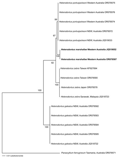 Species in Disguise: A New Species of Hornshark from Northern Australia ...