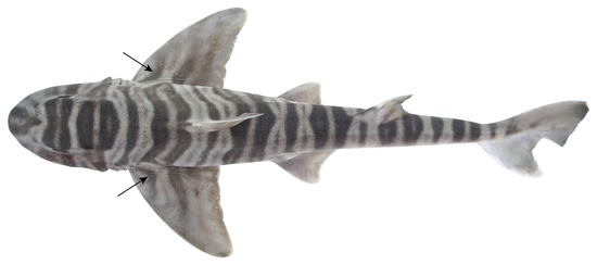 Species in Disguise: A New Species of Hornshark from Northern Australia ...