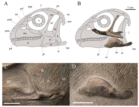A New Basal Neornithischian Dinosaur from the Phu Kradung Formation ...