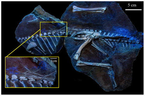 A New Basal Neornithischian Dinosaur from the Phu Kradung Formation ...