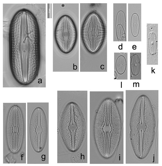 Spatial Patterns in the Distribution and Diversity of Diploneis Genus ...