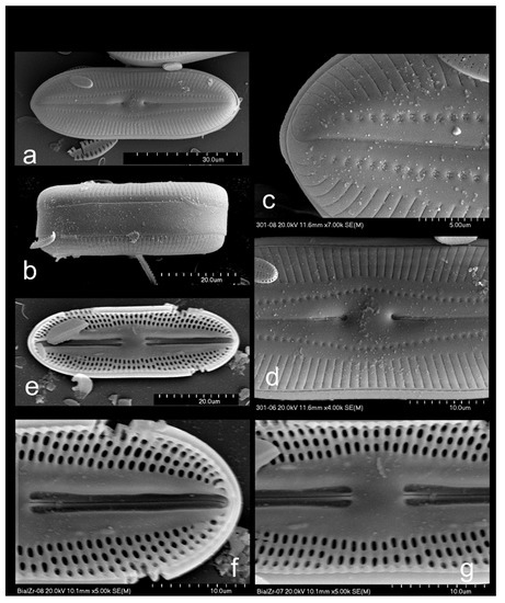 Diversity | Free Full-Text | Spatial Patterns in the Distribution and ...