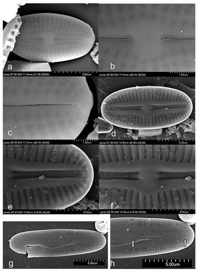 Diversity | Free Full-Text | Spatial Patterns in the Distribution and ...