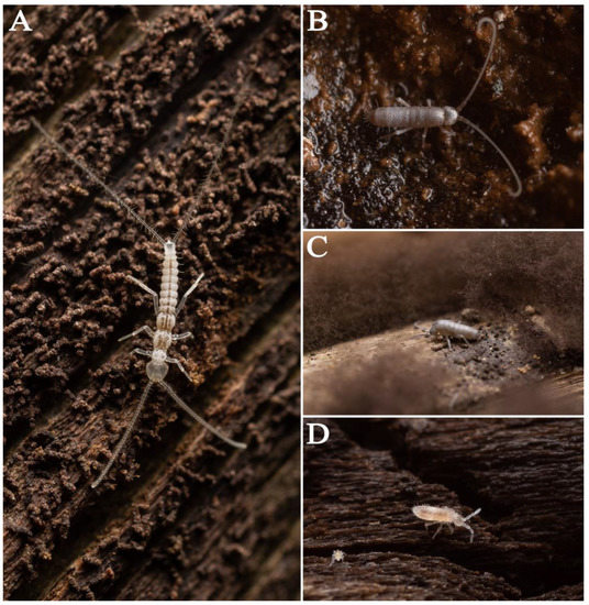 Feihu Dong, a New Hotspot Cave of Subterranean Biodiversity from China