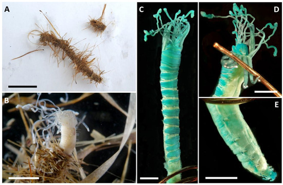 Diversity | Free Full-Text | Deep Aggregations of the Polychaete Amage ...