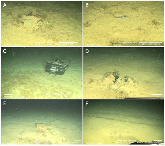 Diversity | Free Full-Text | Deep Aggregations of the Polychaete Amage adspersa (Grube, 1863) in ...