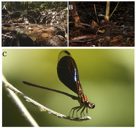 The First Mitochondrial Genome of an Odonata Endemic to South America ...