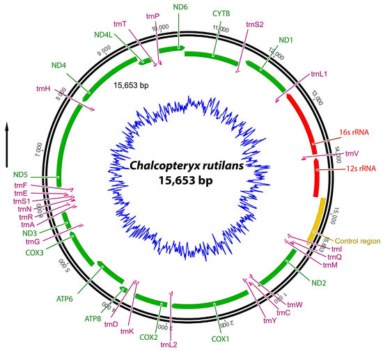 The First Mitochondrial Genome of an Odonata Endemic to South America ...