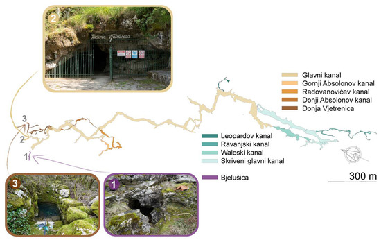 The Subterranean Species of the Vjetrenica Cave System in Bosnia and ...