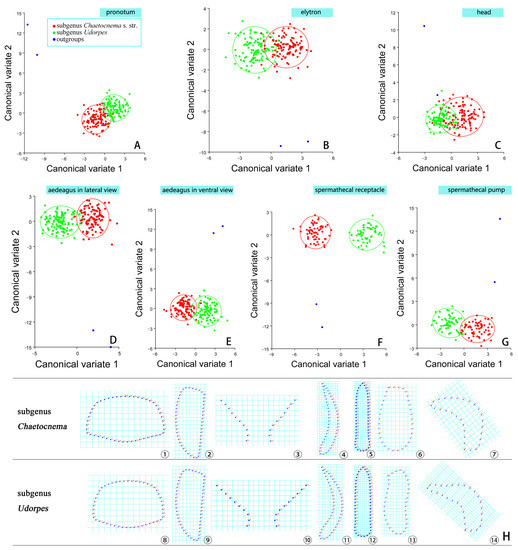 Geometric Morphometric Analysis of Genus Chaetocnema (Coleoptera ...