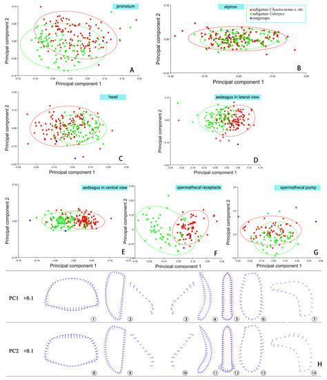 Geometric Morphometric Analysis of Genus Chaetocnema (Coleoptera ...