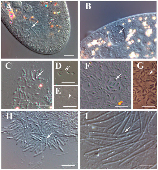 Phenotypic Polymorphism in Two Endosymbiotic Bacteria of the Ciliate ...