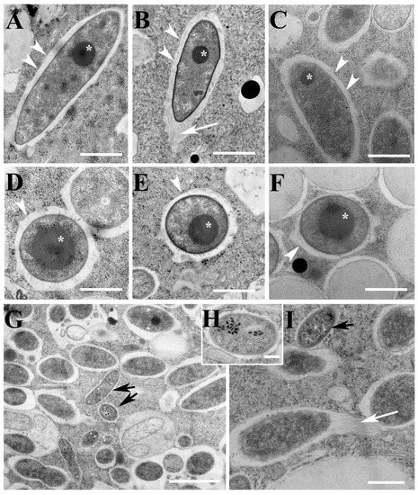 Phenotypic Polymorphism in Two Endosymbiotic Bacteria of the Ciliate ...