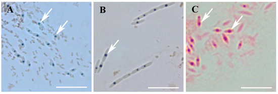 Phenotypic Polymorphism in Two Endosymbiotic Bacteria of the Ciliate ...