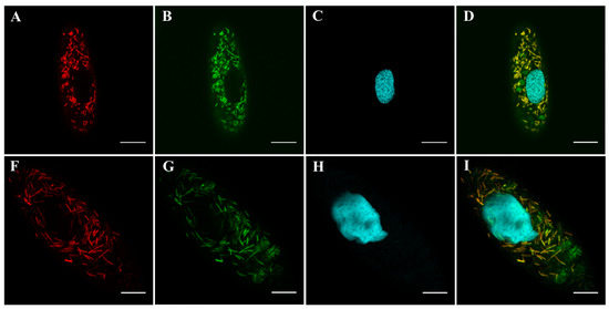 Phenotypic Polymorphism in Two Endosymbiotic Bacteria of the Ciliate ...