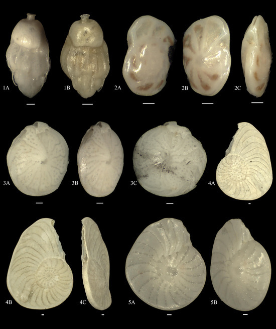 Diversity and Distribution of the Benthic Foraminifera on the Brunei ...
